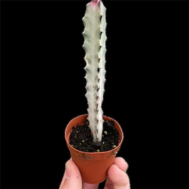House Plant Dropship 4-SUCC-EUPHORBIA-DRAGON.BONE Succulent Euphorbia ...