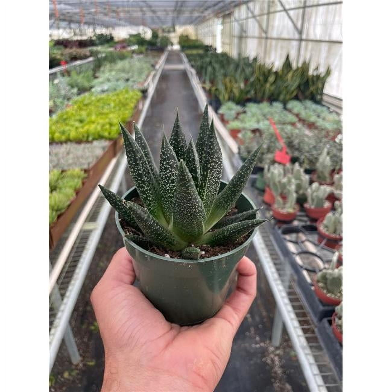 House Plant Dropship 4-SUCC-GASTERIA-DURBAN 4 in. Pot Succulent ...