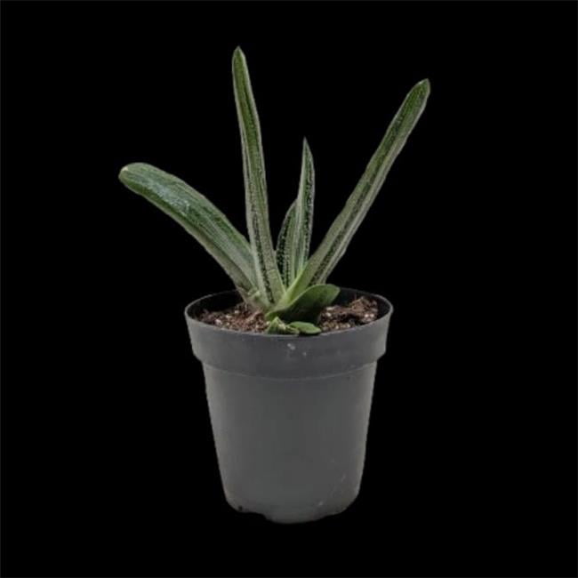 House Plant Dropship 4-SUCC-GASTERIA-LITTLE.WARTY Succulent Gasteria ...