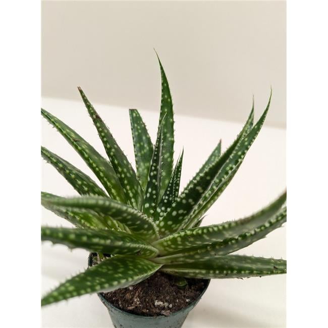 House Plant Dropship 4-SUCC-GASTERIA-ZIMFLORA Gasteria Zimflora Hybrid ...