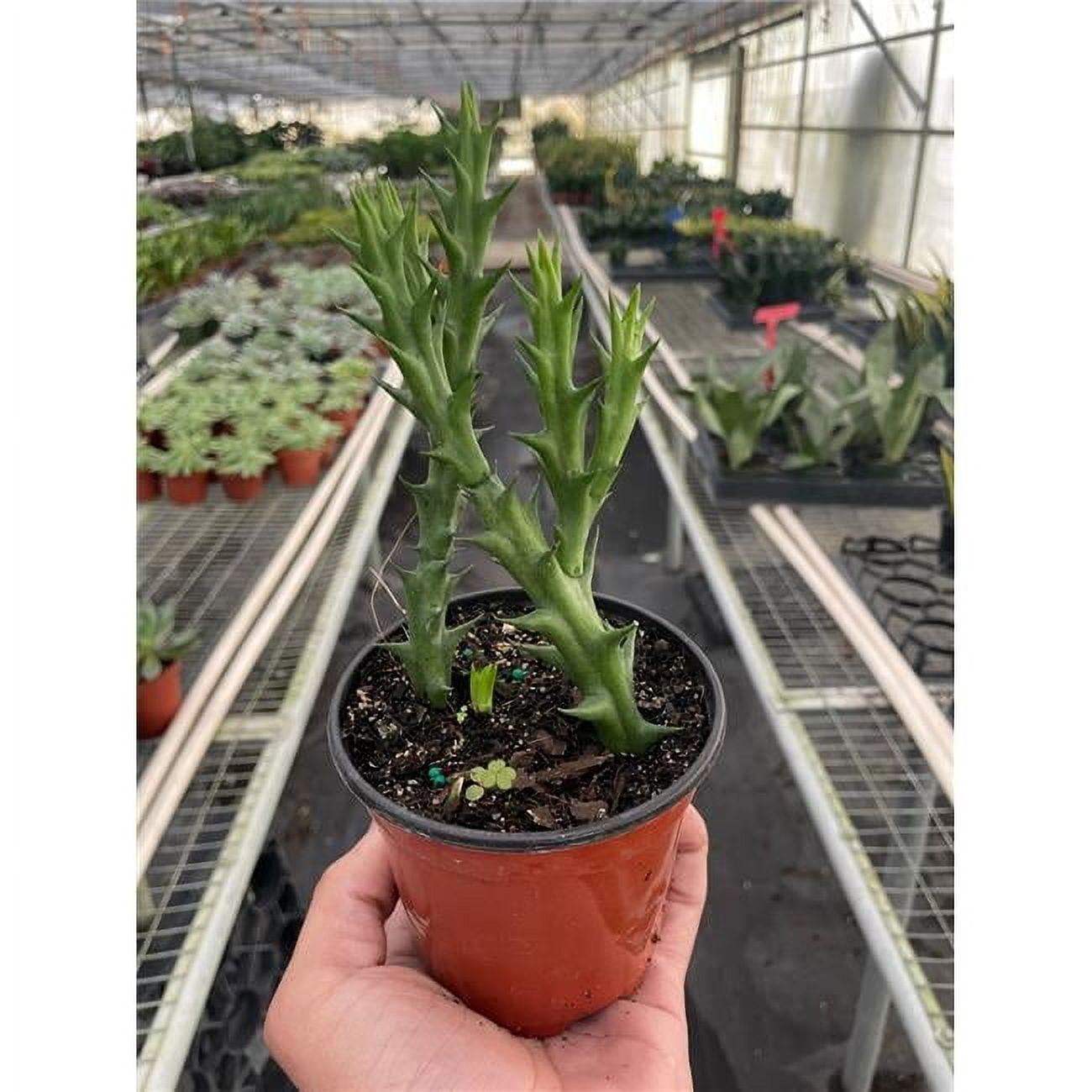 House Plant Dropship 4-SUCC-ORBEA-STAR.CACTUS 4 in. Pot Starfish Cactus ...
