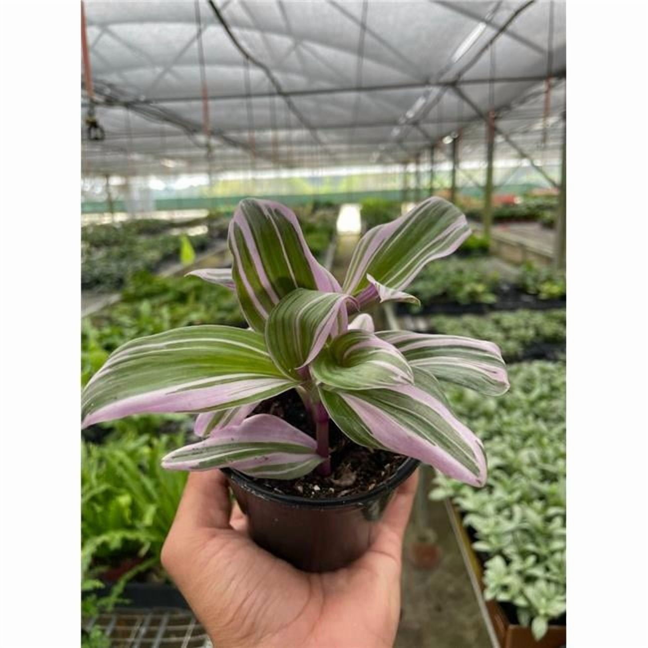House Plant Dropship 4-TRADESCANTIA-NANOUK 4 in. Pot Tradescantia ...