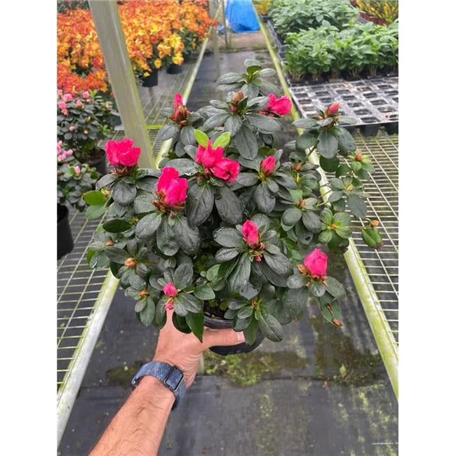 House Plant Dropship 6-AZALEA-PINK 6 in. Pot Azalea Rhododendron Plant ...