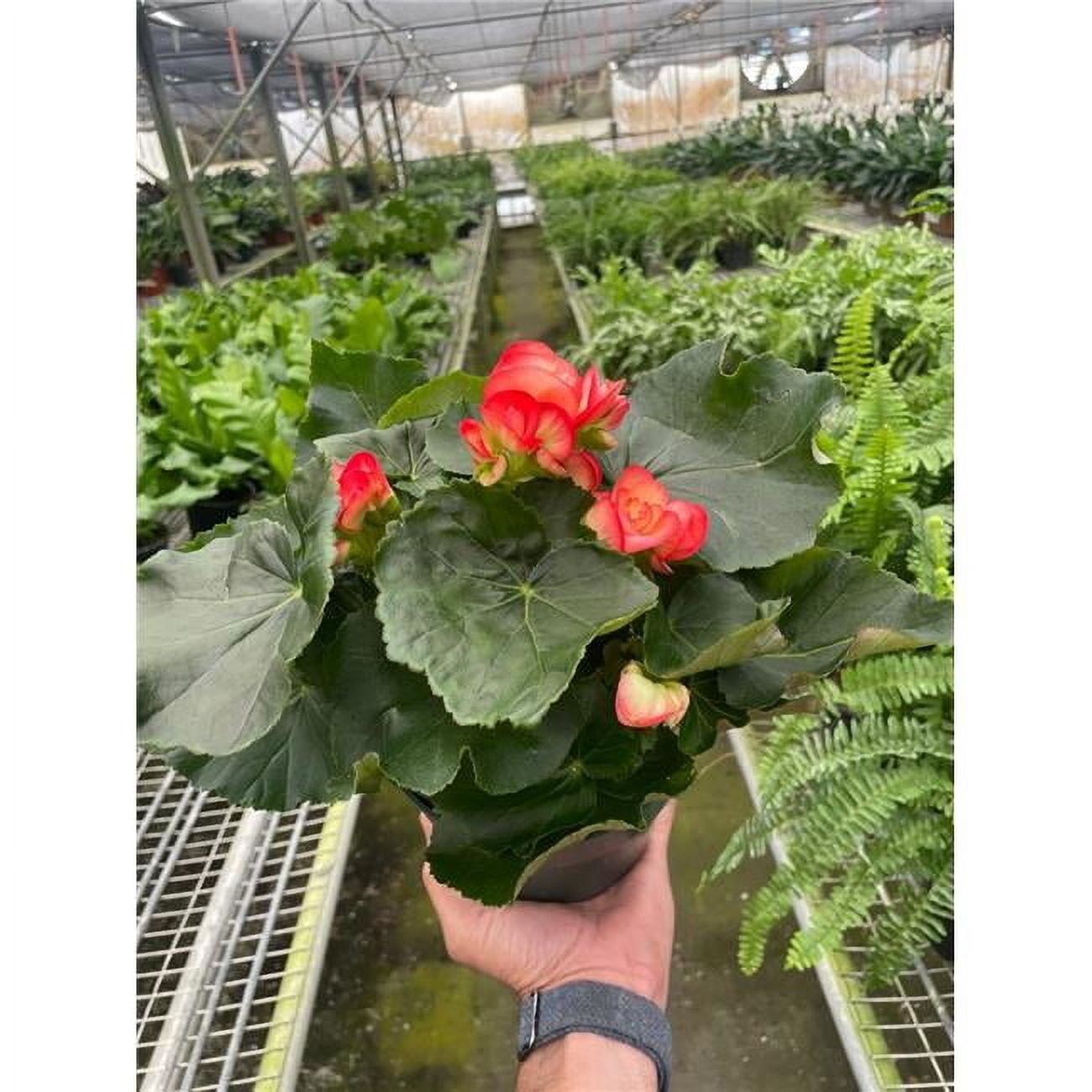 House Plant Dropship 6-BEGONIA-REIGER-RED 6 in. Pot Begonia Reiger ...