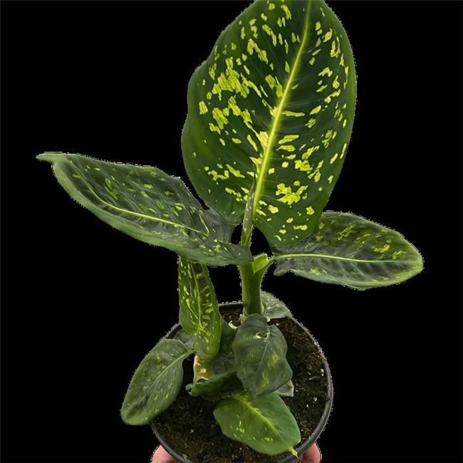 House Plant Dropship 6-DIEFFENBACHIA-REFLECTOR 6 in. Pot Dieffenbachia ...
