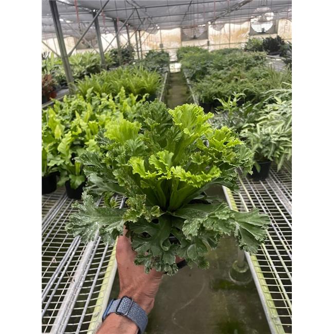 House Plant Dropship 6-FERN-LESLIE 6 in. Pot Birds Nest Leslie Fern ...