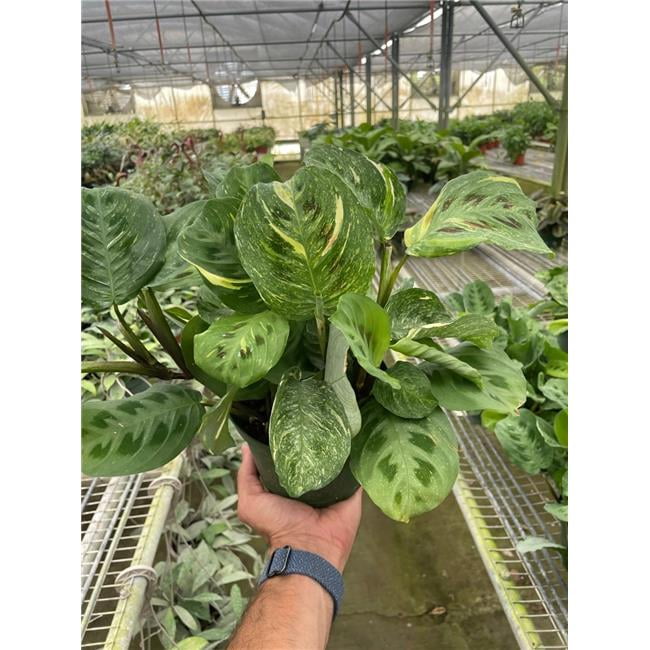 House Plant Dropship 6-MARANTA-BEAUTY.KIM 6 in. Pot Maranta Variegated ...