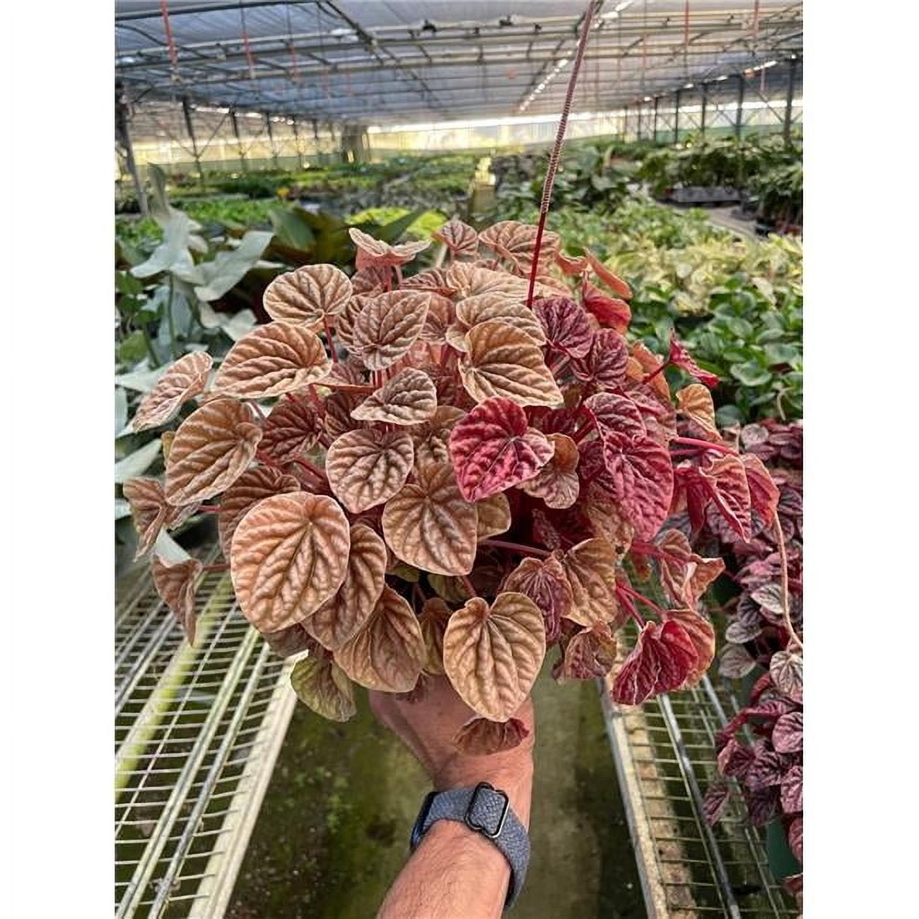 House Plant Dropship 6-PEPEROMIA-QUITO 6 in. Pot Peperomia Quito Plant ...