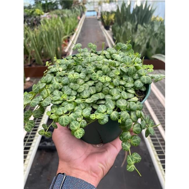 House Plant Dropship 6-PEPEROMIA-STRING.OF.TURTLES 6 in. Pot Peperomia Prostrata String of ...