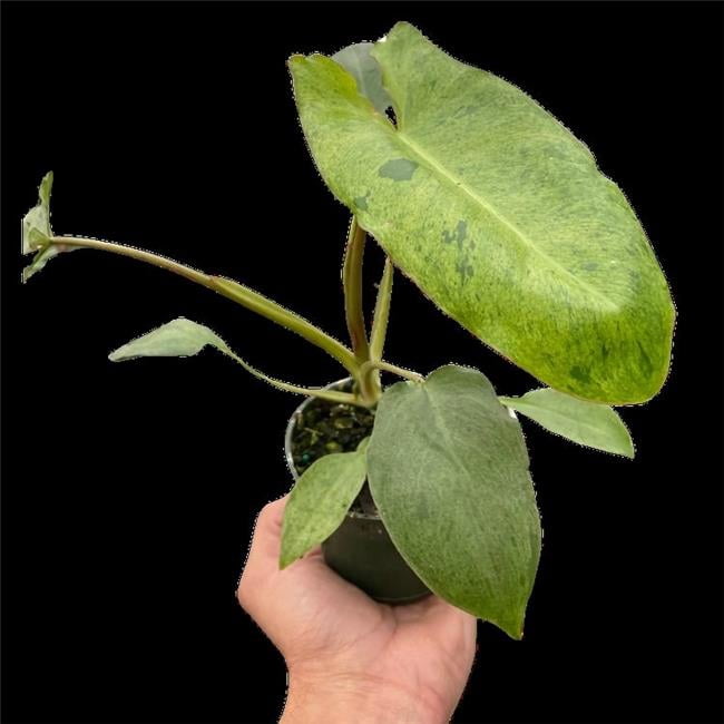 House Plant Dropship 6-PHILODENDRON-PARAISO.VERDE 6 in. Pot ...