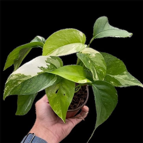 House Plant Dropship 6-POTHOS-ALBO.VARIEGATA 6 in. Pothos Albo ...
