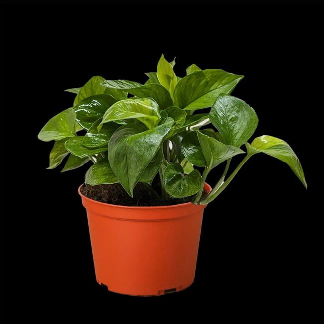 House Plant Dropship 6-POTHOS-LEMON.TOP Pothos Lemon Top - Walmart.com