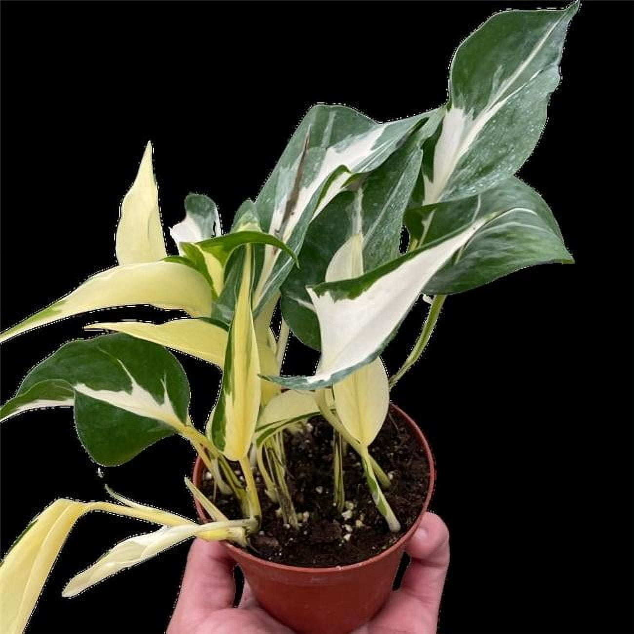 House Plant Dropship 6-POTHOS-MUTANT.MANJULA 6 in. Pot Pothos Mutant ...