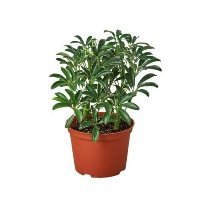 House Plant Dropship 6-SCHEFFLERA-MOONDROP Schefflera Moonlight ...