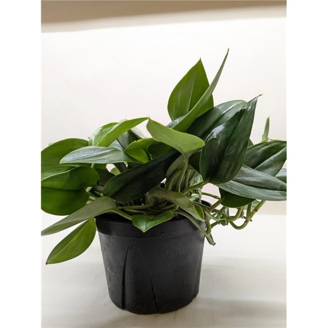 House Plant Dropship 6-SCINDAPSUS-PLATINUM.JAVA Scindapsus Platinum ...