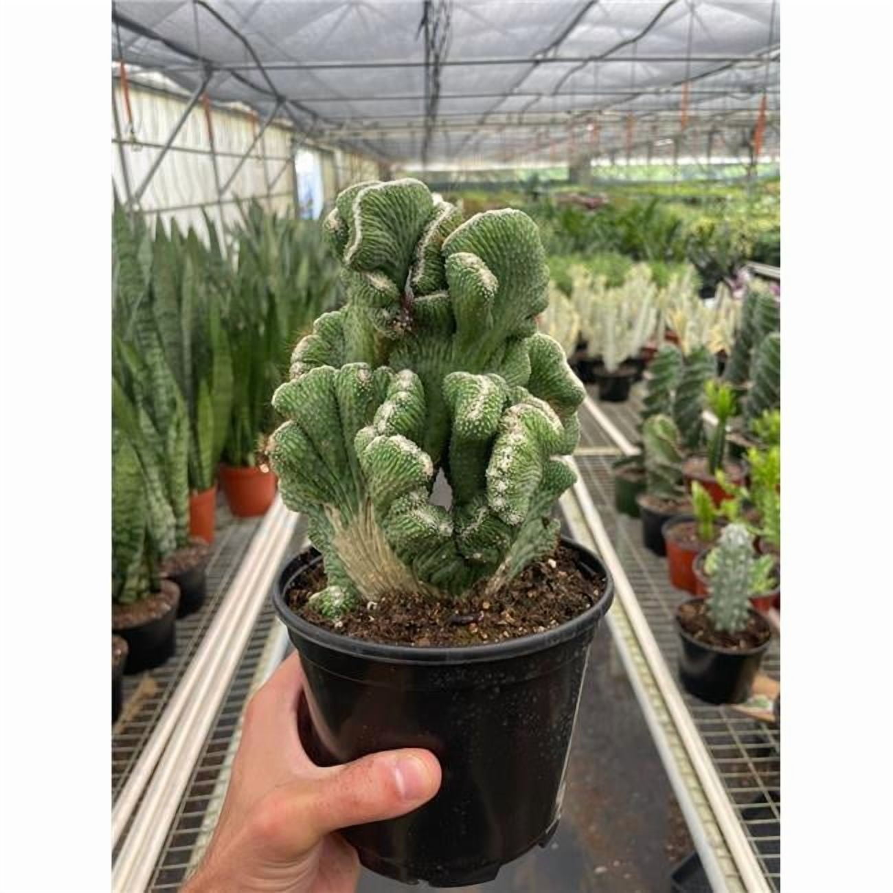 House Plant Dropship 6-SUCC-CEREUS-CORAL.GREEN 6 in. Pot Succulent ...