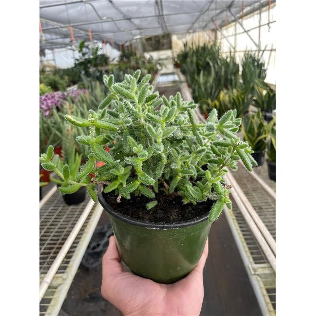 House Plant Dropship 6-SUCC-DELOSPERMA-PICKLE.PLANT 6 in. Pot ...