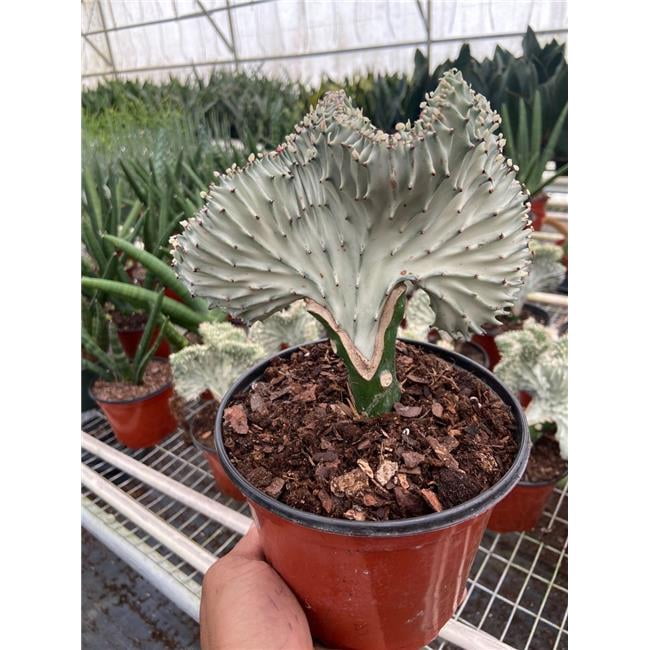 House Plant Dropship 6-SUCC-EUPHORBIA-LACTEA.GHOST 6 in. Succulent ...