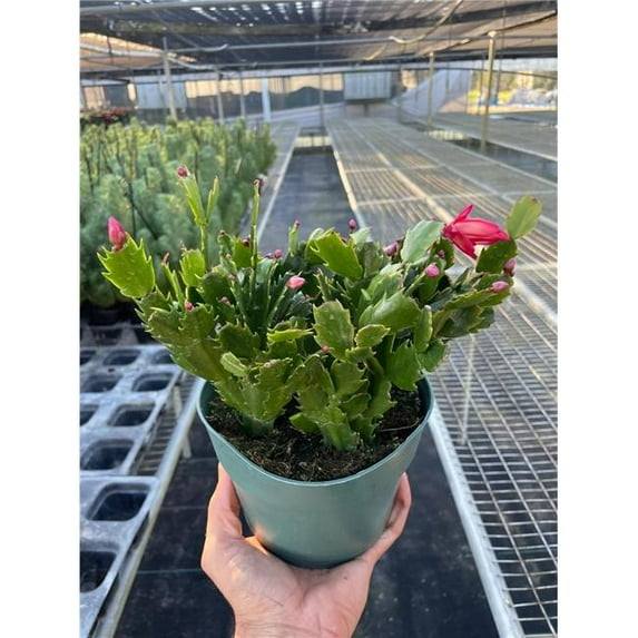 House Plant Dropship 6-SUCC-ZYGOCACTUS-RED 6 in. Succulent Zygocactus ...