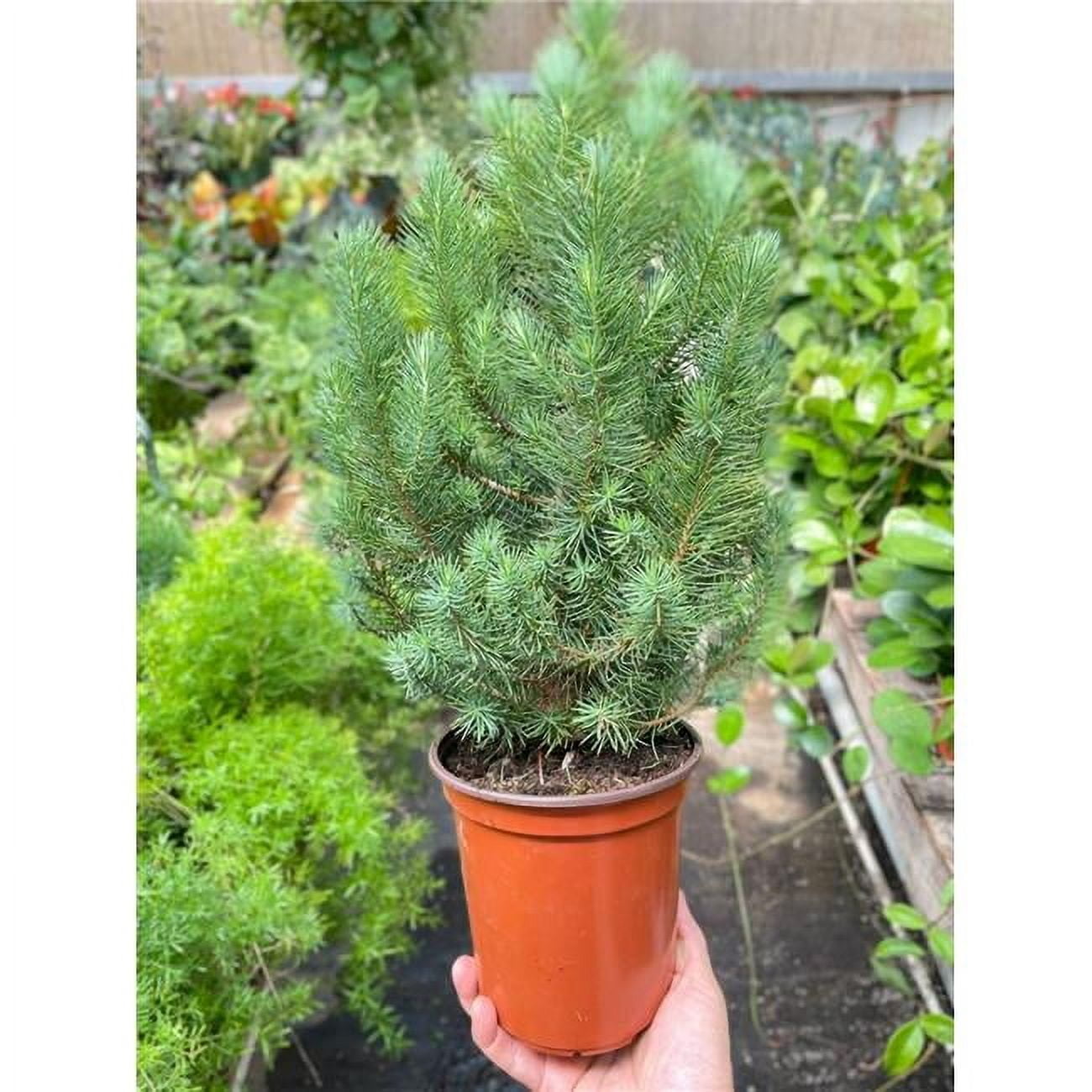 House Plant Dropship 6-TREE-BLUE.PINE 6 in. Pot Blue Pine Trees Plant ...