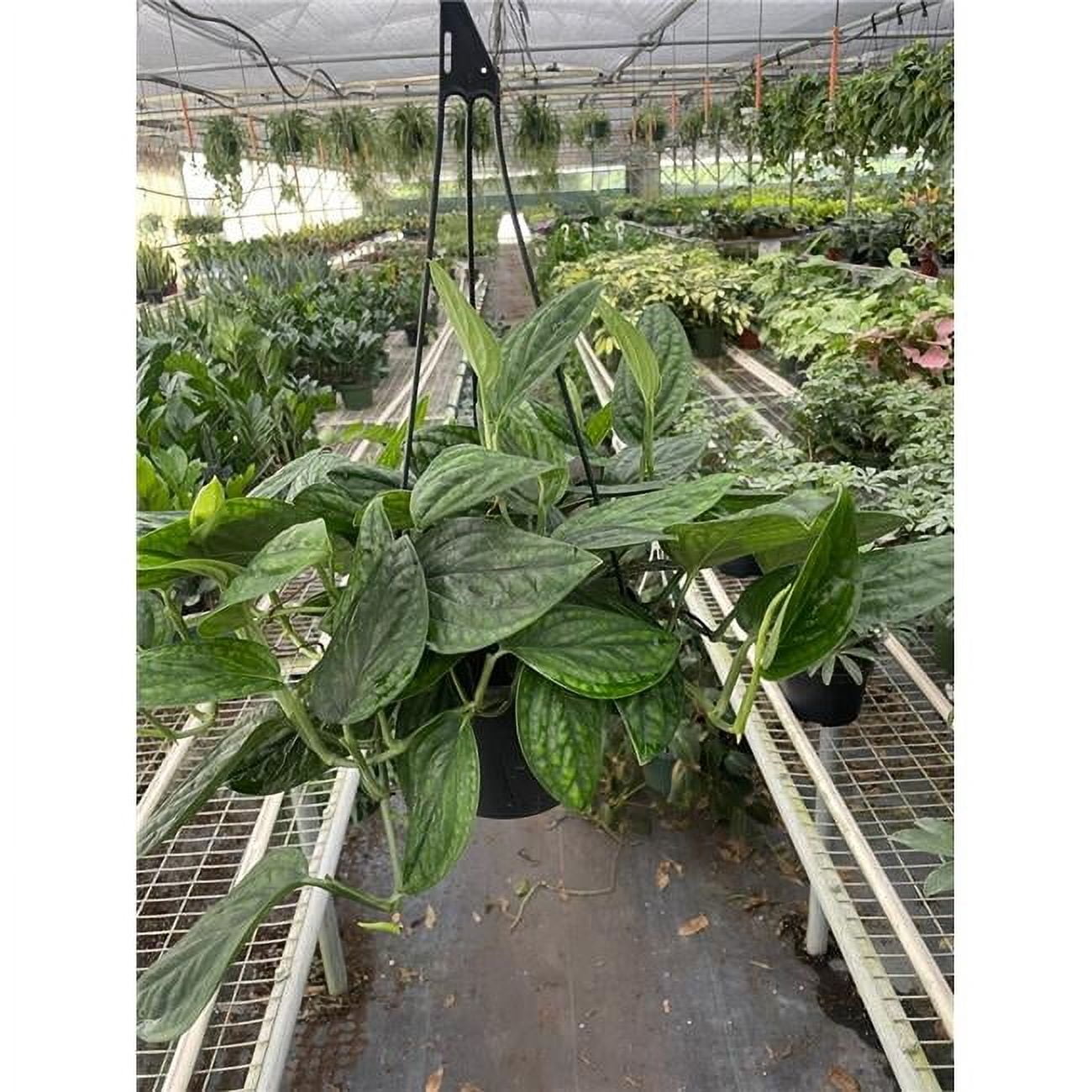House Plant Dropship 8-MONSTERA-PERU Monstera Peru Plant - Walmart.com