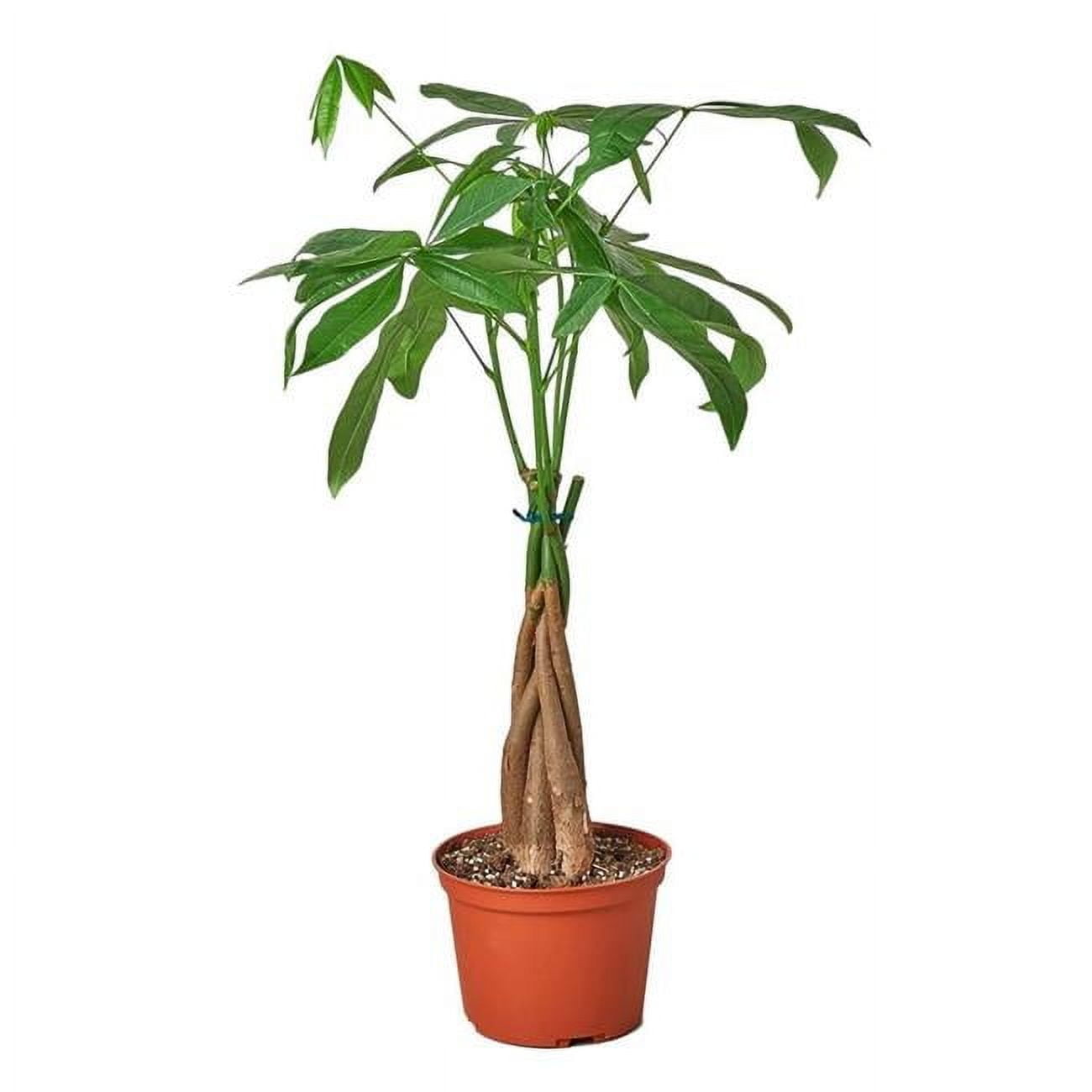House Plant Dropship 8-PACHIRA-BRAID Money Tree Guiana Chestnut Pachira ...