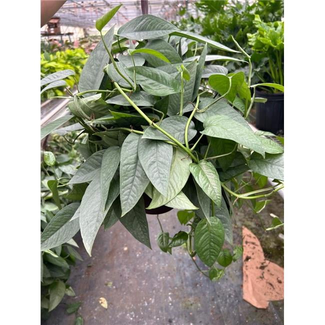House Plant Dropship 8-POTHOS-CEBU.BLUE 8 in. Pot Pothos Cebu Blue ...
