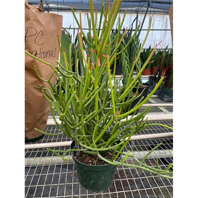 House Plant Dropship 8-SUCC-EUPHORBIA-PENCIL.CACTUS Euphorbia Pencil ...