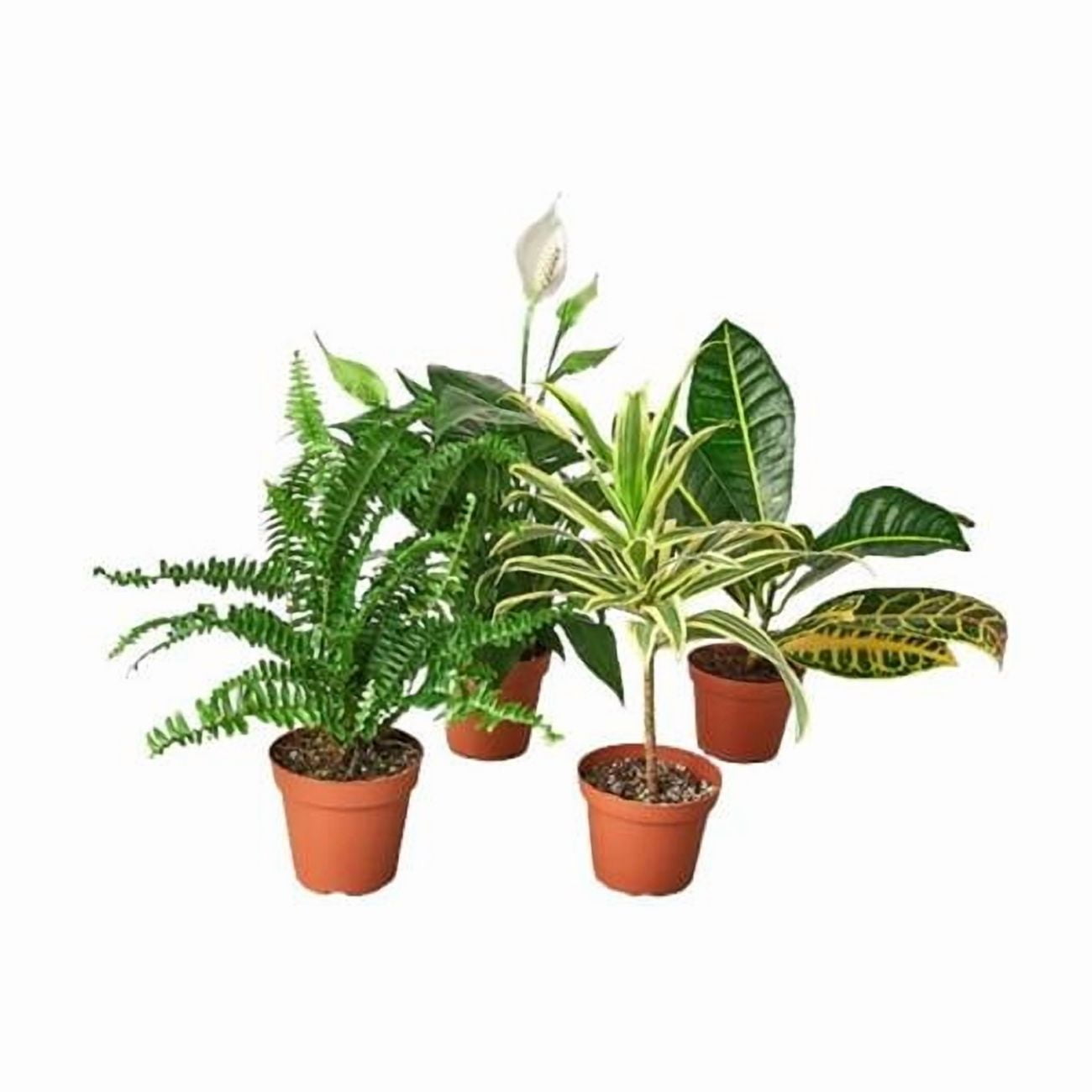 House Plant Dropship BUNDLE-AIR.PURIFYING-4IN-OPEN 4 in. Open Bundle ...