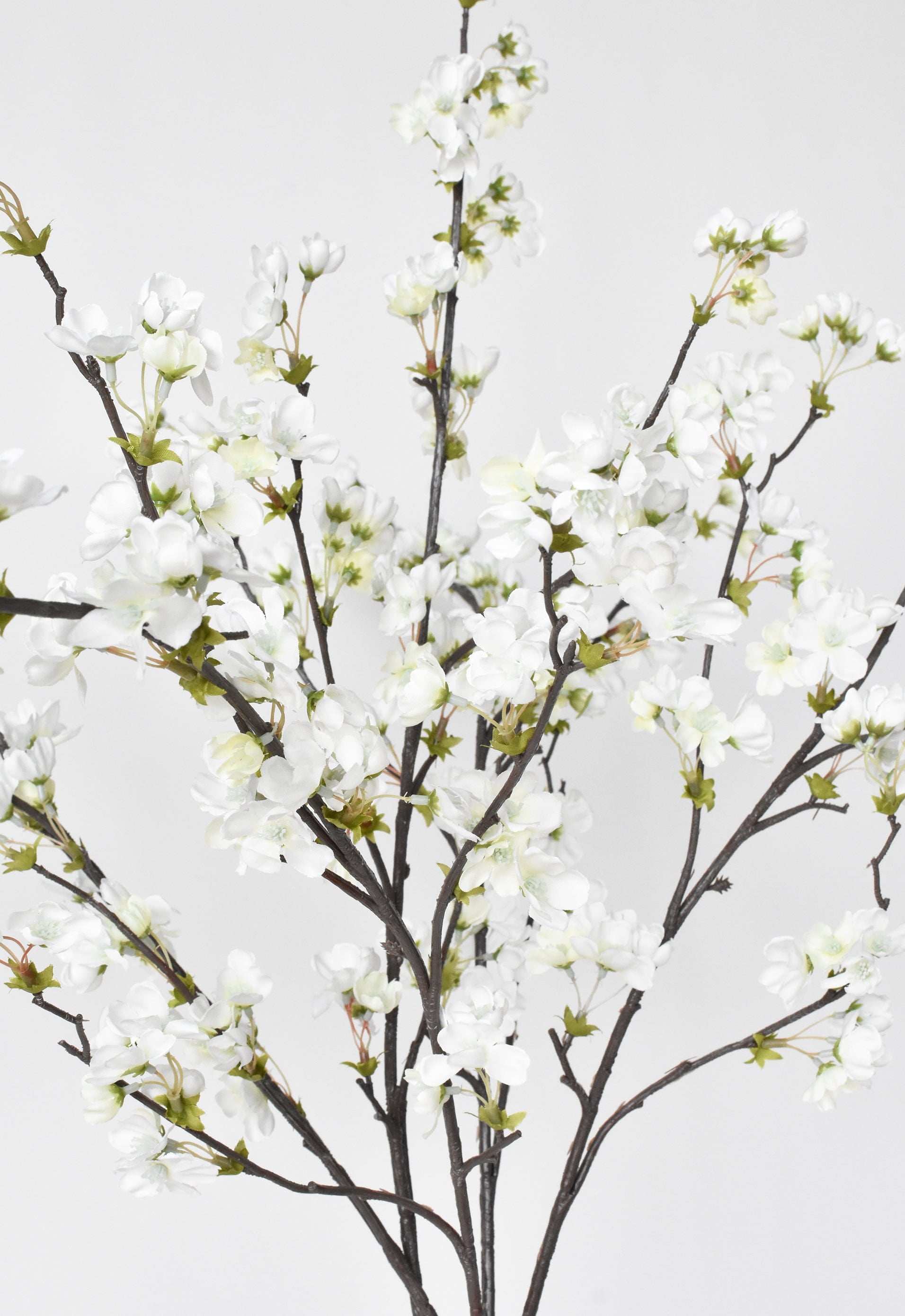 White Quince Flower