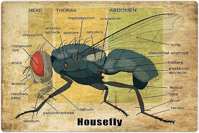 Housefly Knowledge Metal Tin Sign Anatomy of The Housefly Poster Retro ...