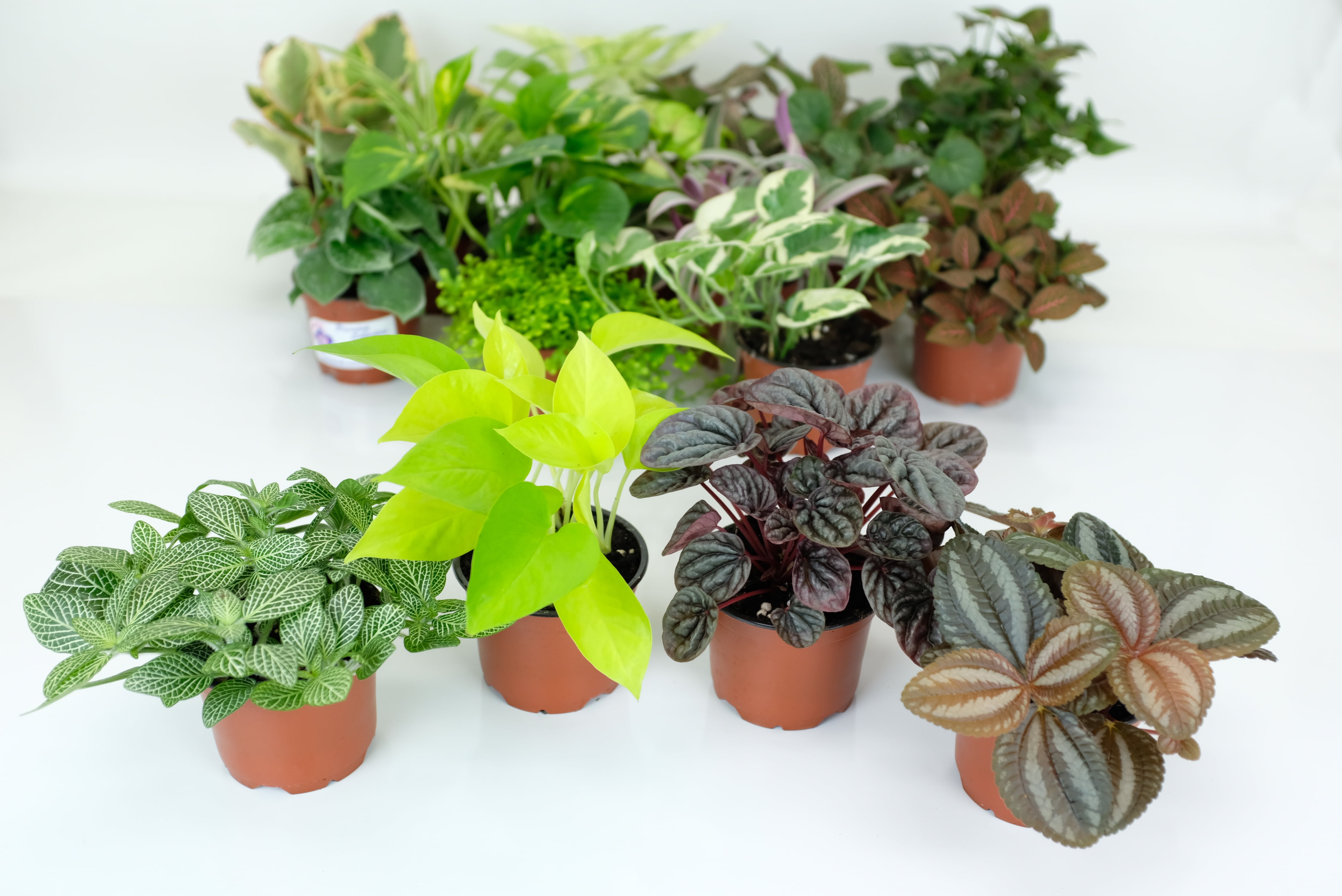 Live Indoor Houseplant Pack - 4 Air Purifying Plants, Spider Plant (4 ...