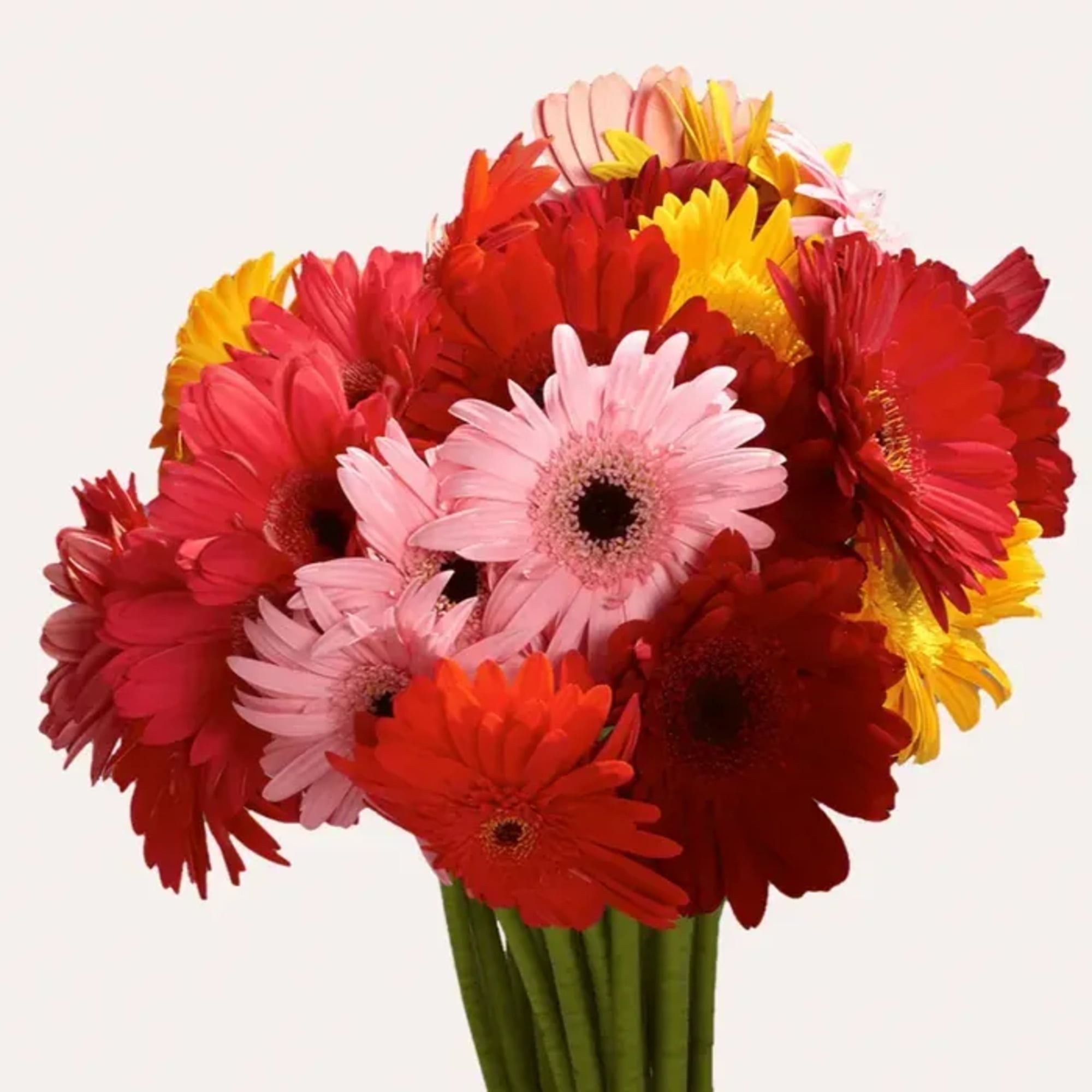 Houston Fresh Flowers Gerbera Daisy - Premium - Walmart.com