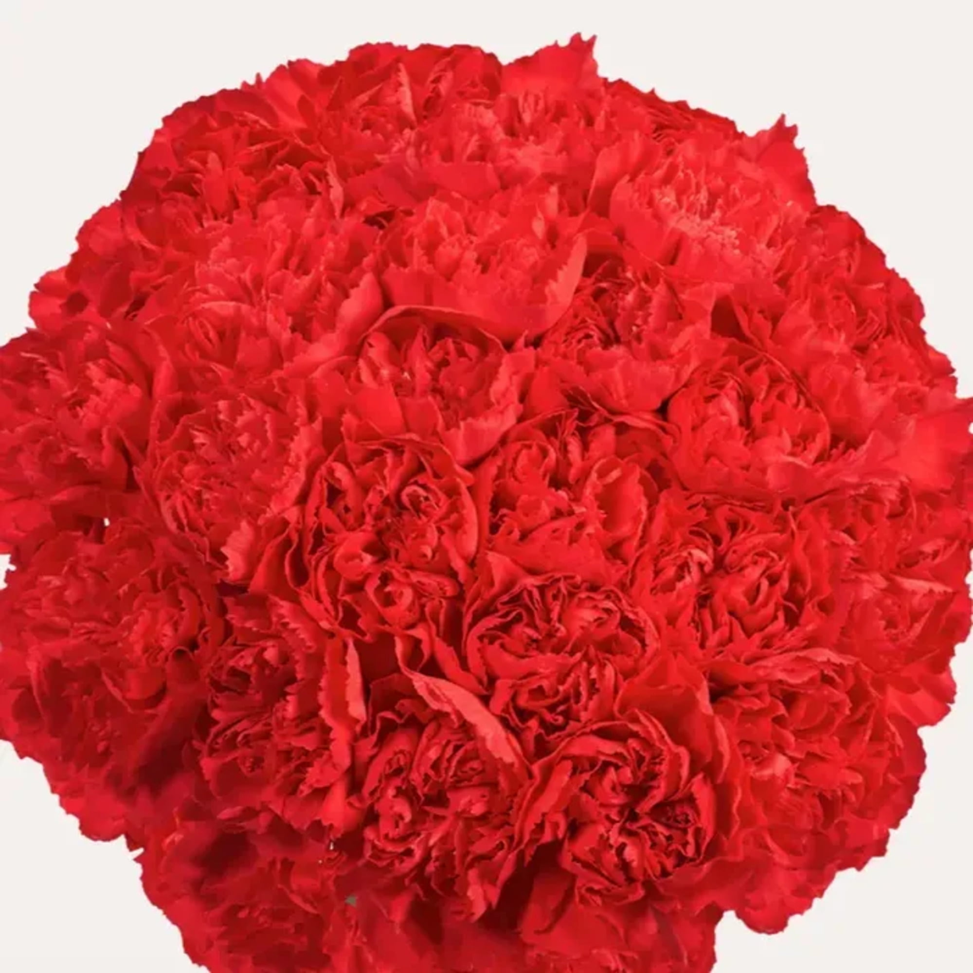 Houston Fresh Flowers Red Carnations - Premium - Walmart.com