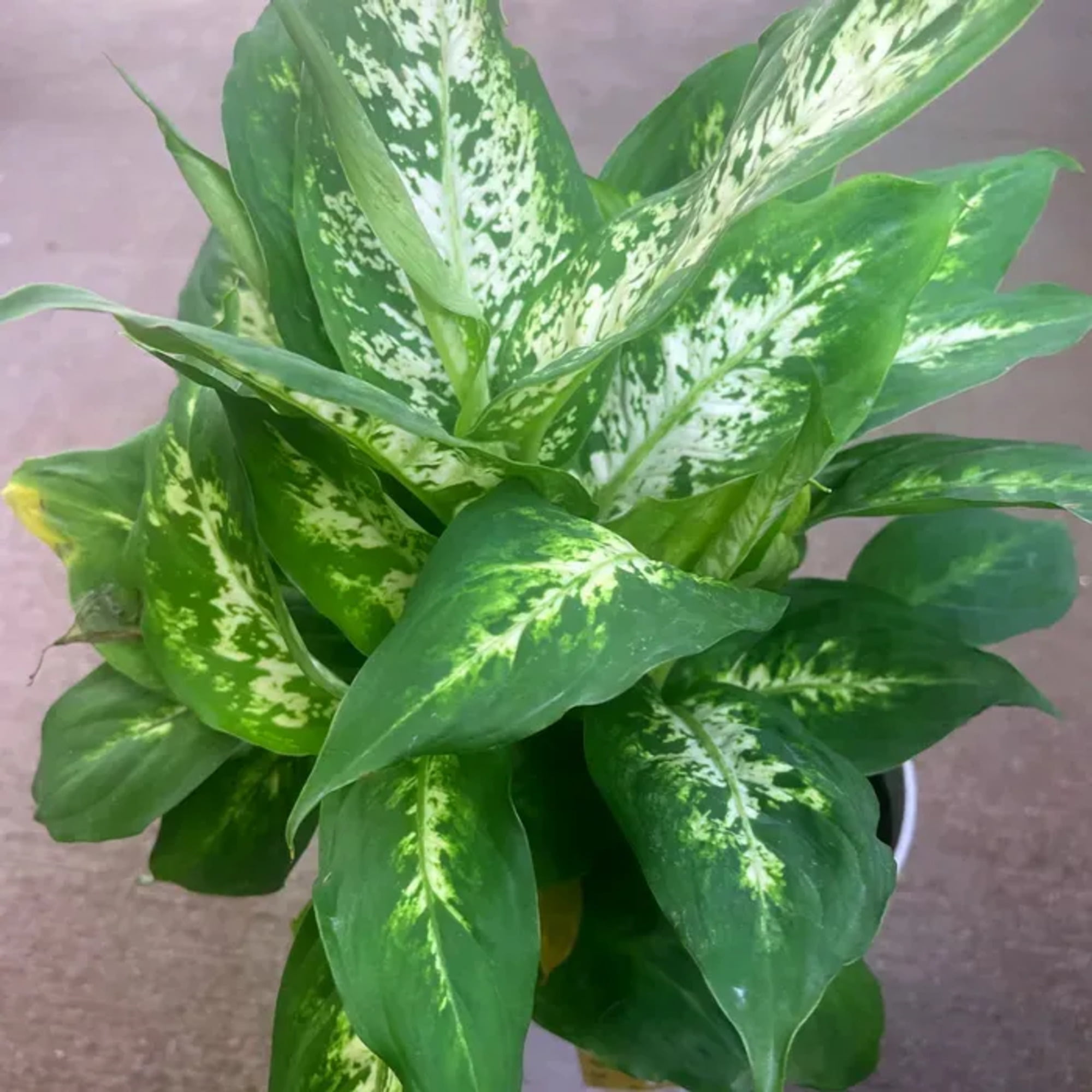 Houston Fresh Flowers Vigoro Dieffenbachia - Standard - Walmart.com