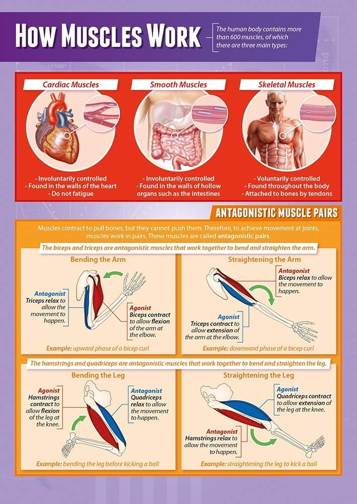 How Muscles Work PE Classroom Poster Physical Education Middle & High ...