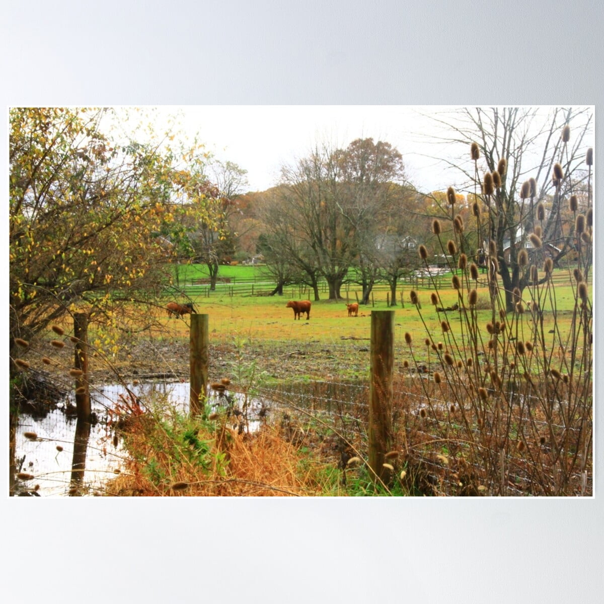 How Now, Brown Cow? (Chester County, Pennsylvania Cows In Green ...
