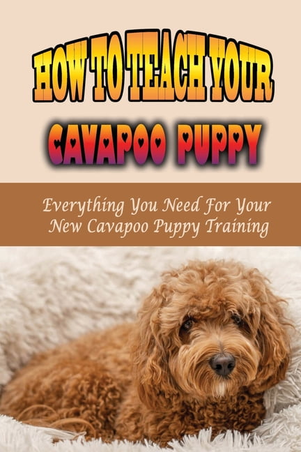 How To Teach Your Cavapoo Puppy: Everything You Need For Your New ...