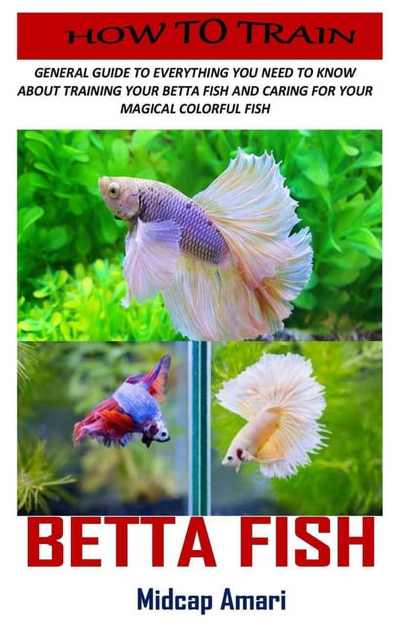 Betta Fish Fighting Training