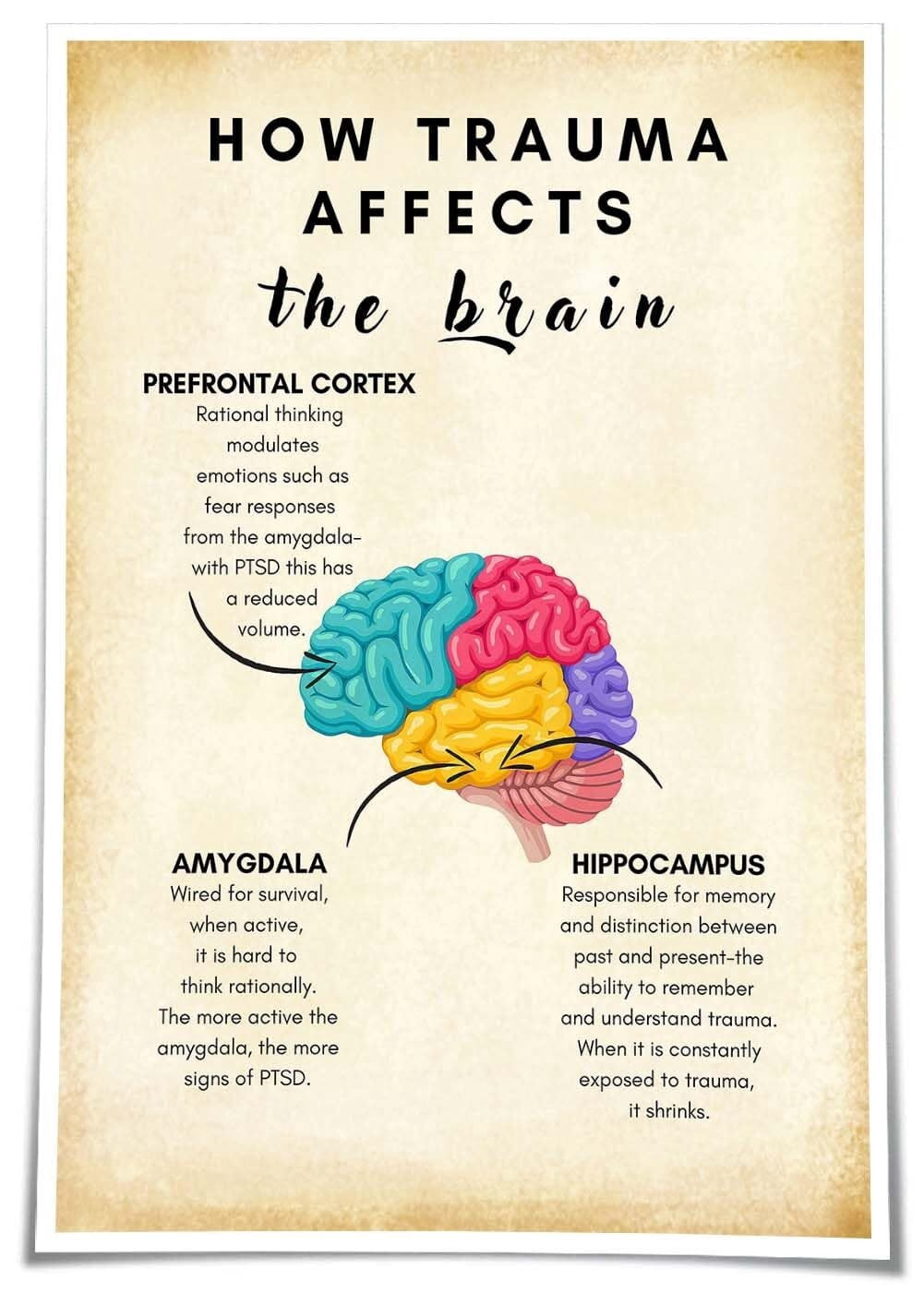 How Trauma Affects The Brain Poster Therapy Office Decor Mental Health ...