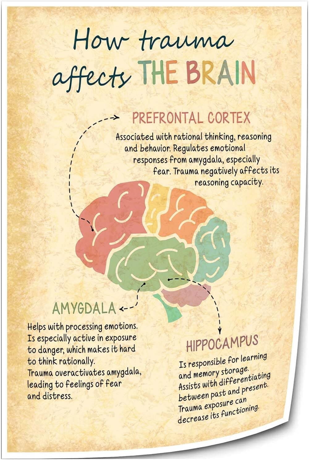 How Trauma Affects The Brain Posters Trauma and The Brain, Brain ...
