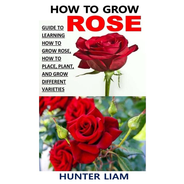 How to Grow Rose: Guide To Learning How To Grow Rose, How To Place ...