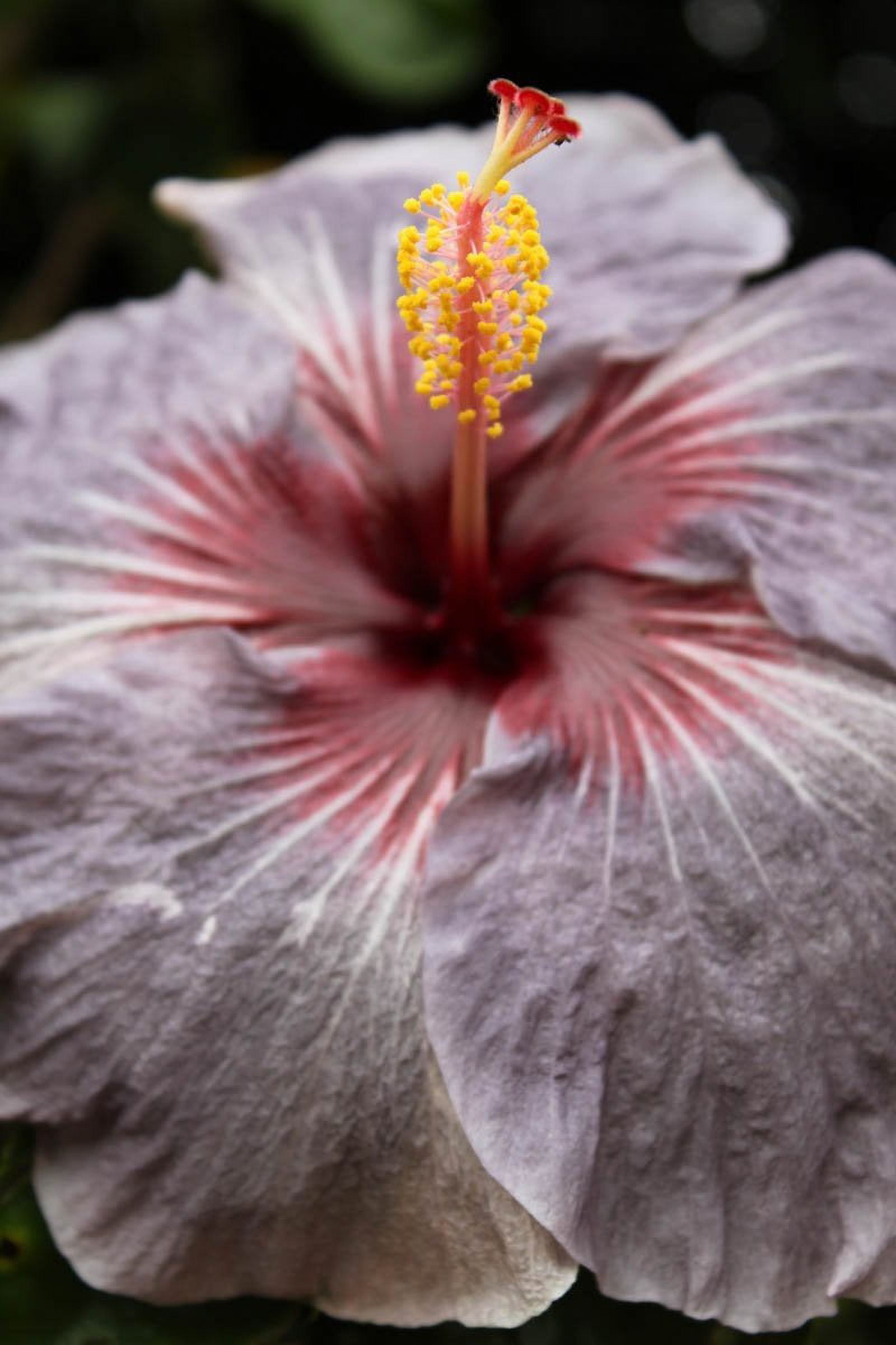 Howard Purple Bloom Glossy Poster - Walmart.com