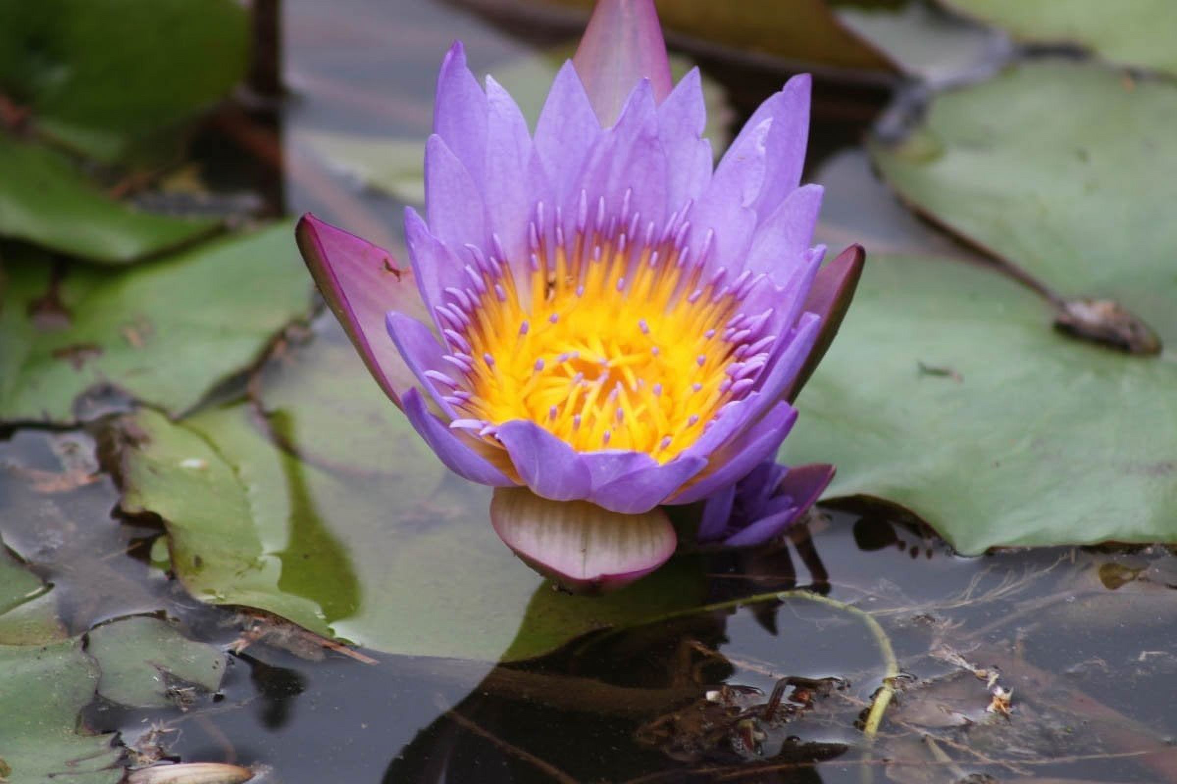 Howard Purple Pond Bloom Glossy Poster - Walmart.com