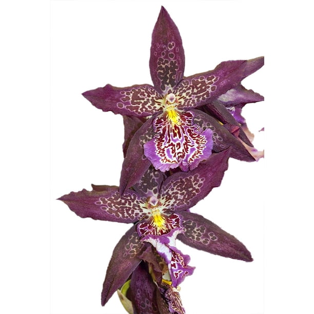 Howard's Dream Orchid - Oncidium Hybrid - Beallara Marfitch - 4" Pot ...