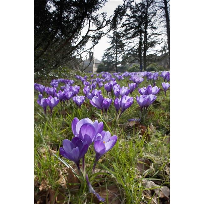 Howick - Northumberland - England - Purple Tulips In A Field At Howick ...