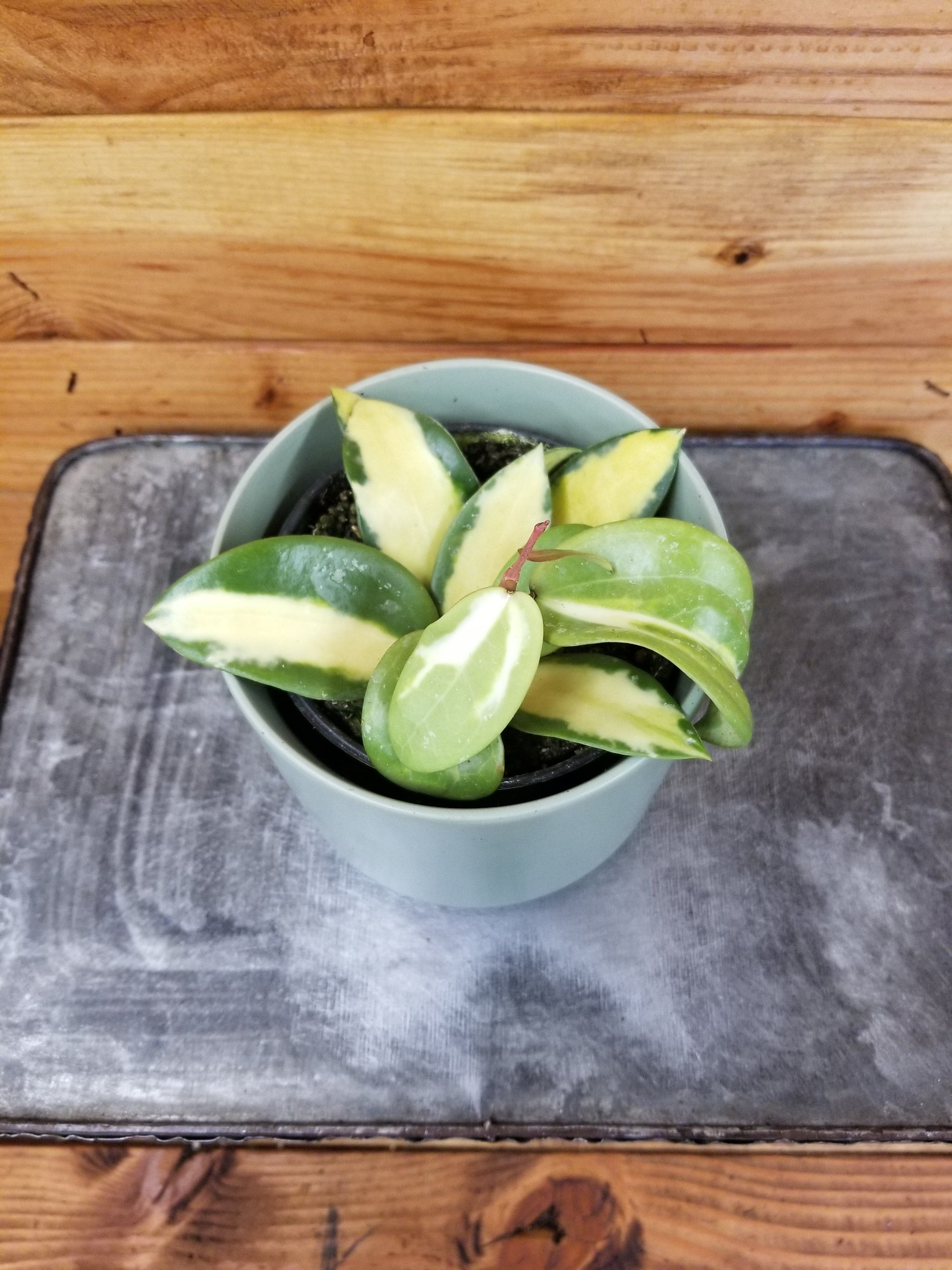 Hoya Acuta Variegata, 4" Plant, The Plant Farm - Walmart.com
