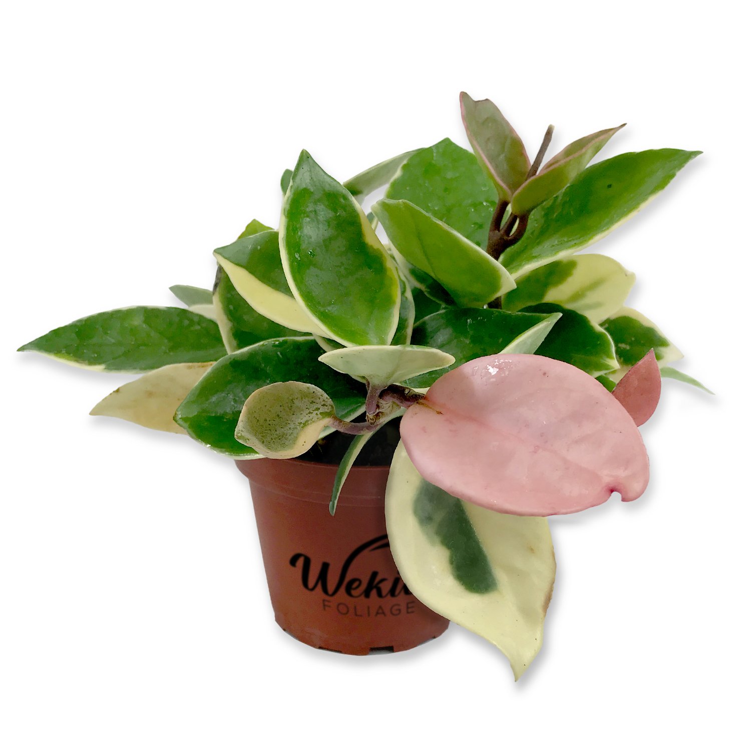 Chelsea Wax Plant - Hoya Carnosa - Great House Plant - 4" Pot - Walmart.com