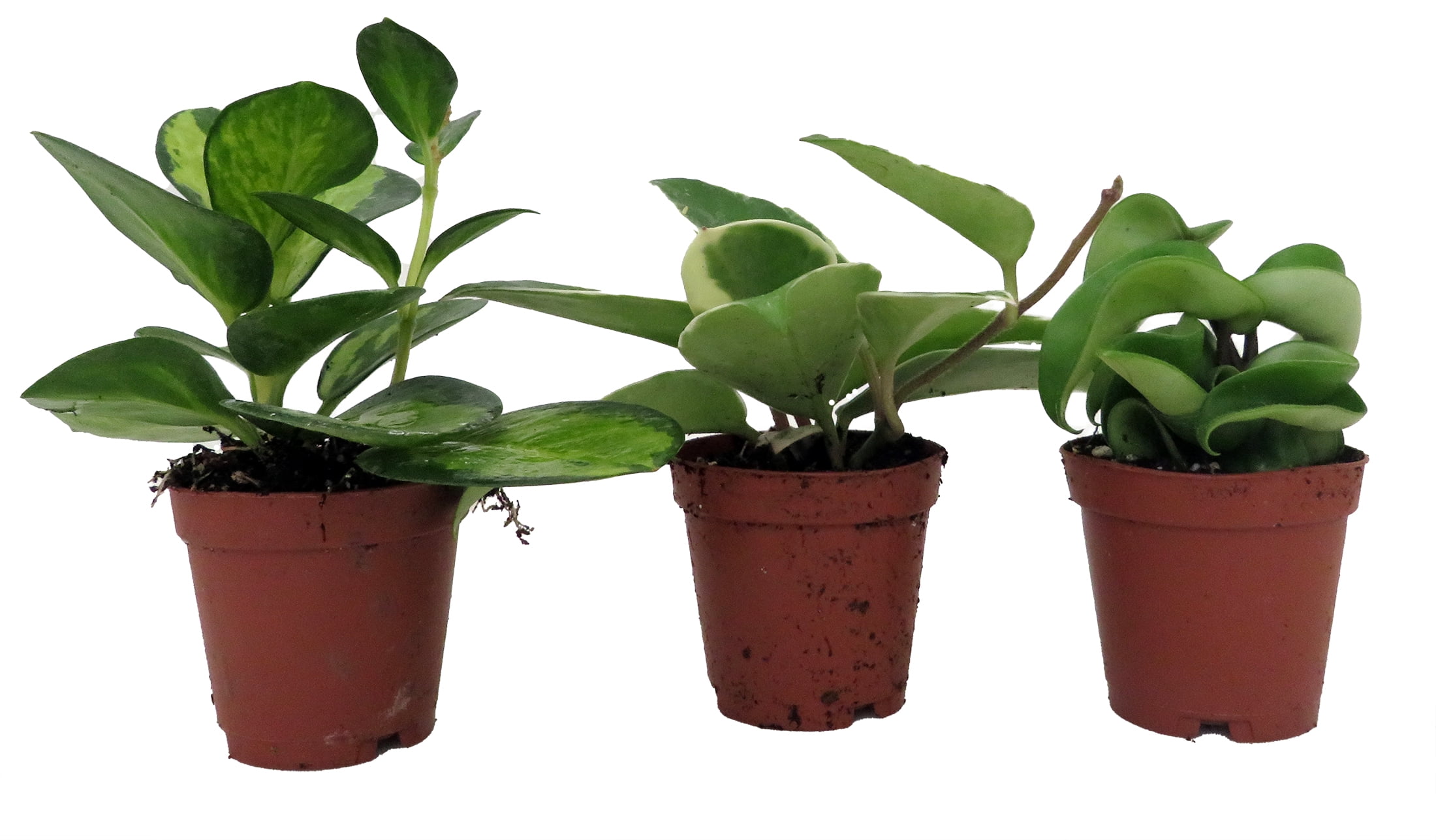 Hoya Assortment - 3 Pack in 2" Pots - Walmart.com