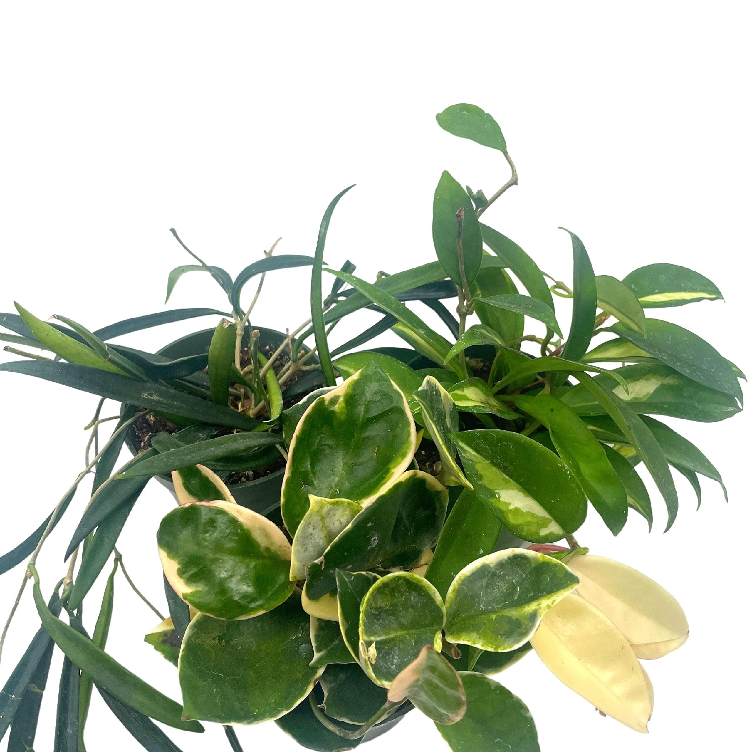 Hoya Assortment Set, 4 inch, Set of 3, Variety Random Different Growers ...